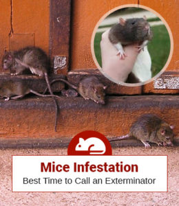 How Much Do Rat Exterminators Cost? (A Simple Guide)