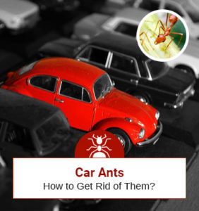 How to Get Rid of Crazy Ants? (A Simple Guide)
