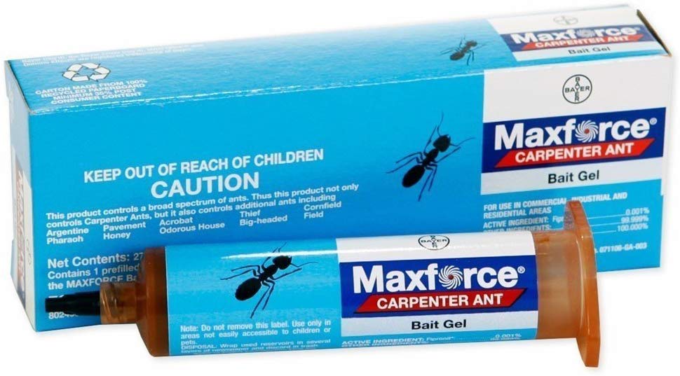 Best 5 Carpenter Ant Killers and Their Assessments